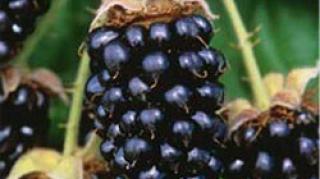 Our Berries | www.juliansberryfarm.co.nz